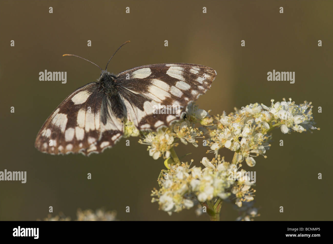 Marbled White Melanargia galthea roosting on Meadowsweet Filipendula ...