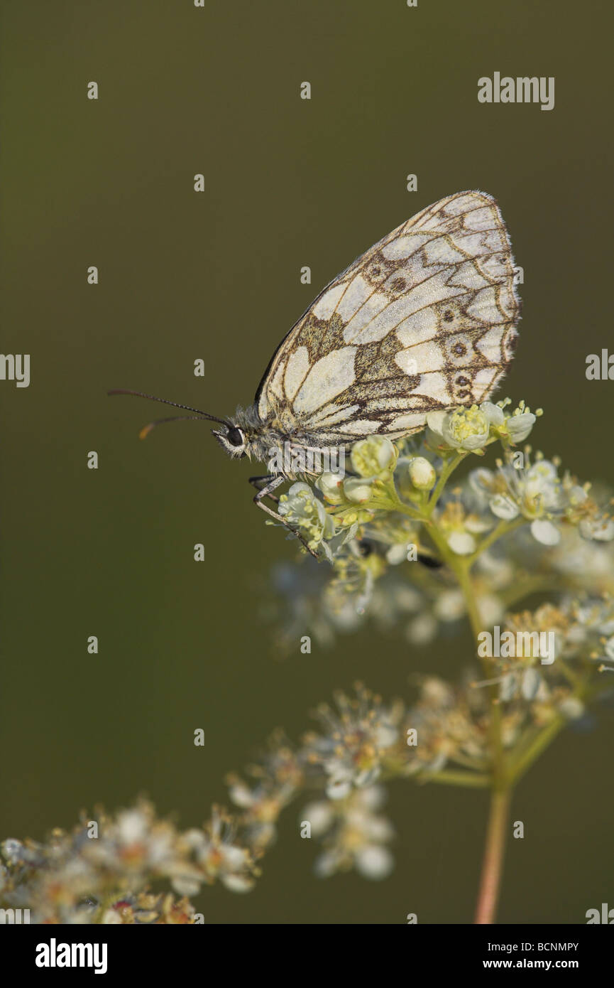 Marbled White Melanargia galthea roosting on Meadowsweet Filipendula ...
