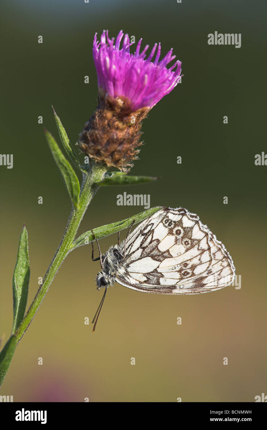 Melanargia galthea hi-res stock photography and images - Alamy