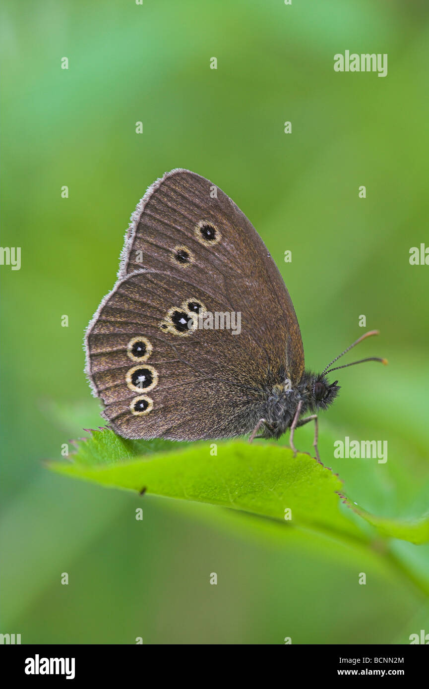 Ringlet Aphantopus hyperantus adult resting on vegetation at Bernwood ...