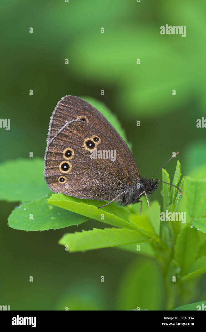 Ringlet Aphantopus hyperantus adult resting on vegetation at Bernwood ...