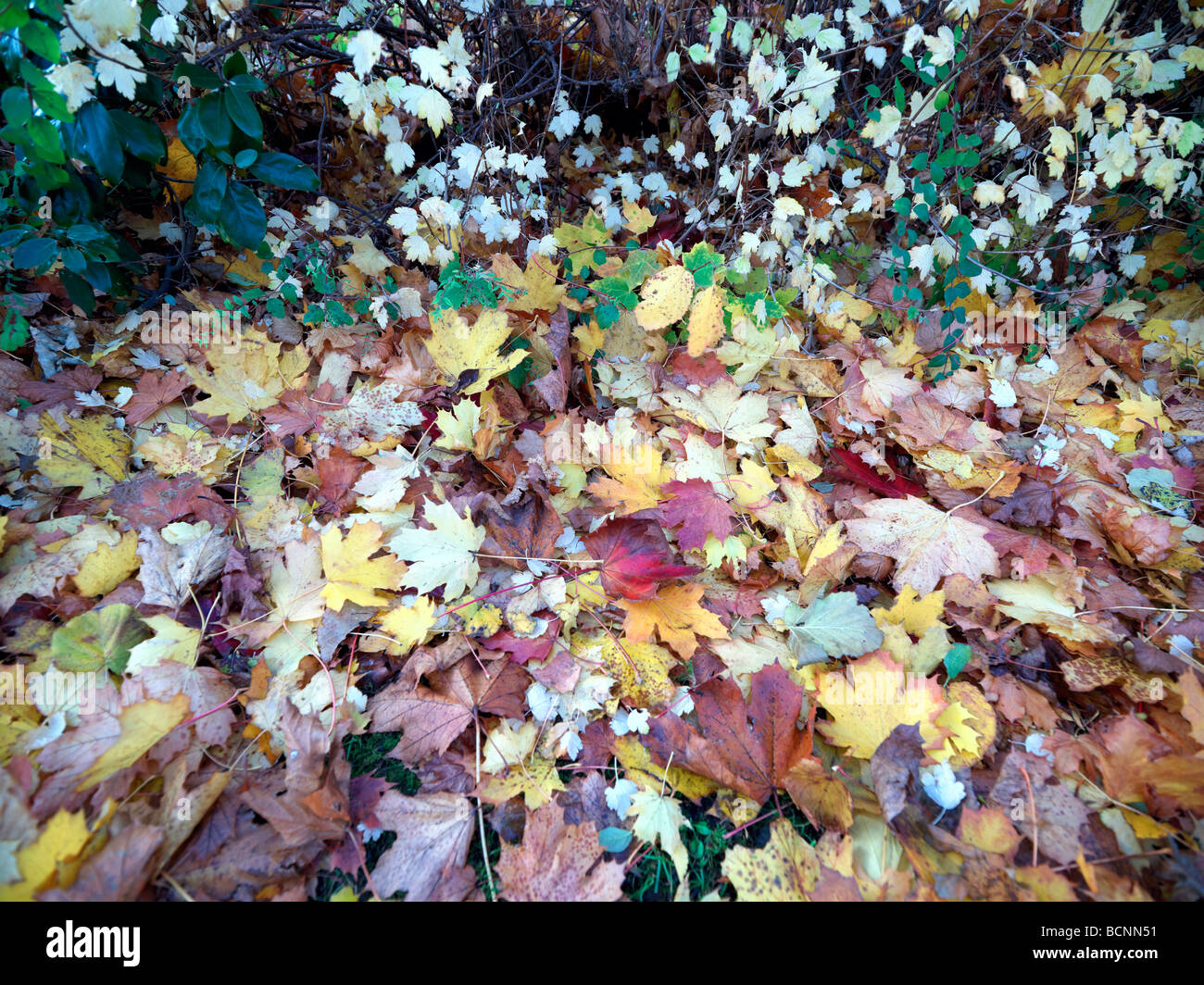 Fallen autumn leaves Stock Photo - Alamy