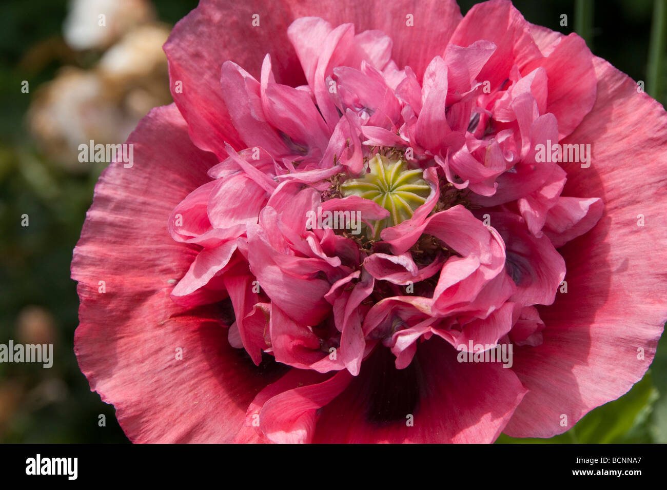 Double poppy flower pink hi-res stock photography and images - Alamy