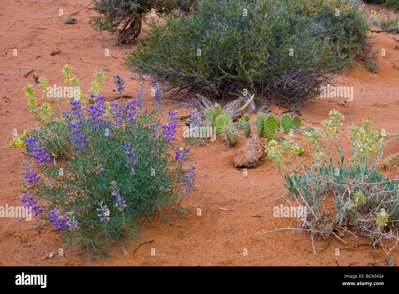 Spring wildflowers in Canyonlands National Park in Moab Utah Stock ...