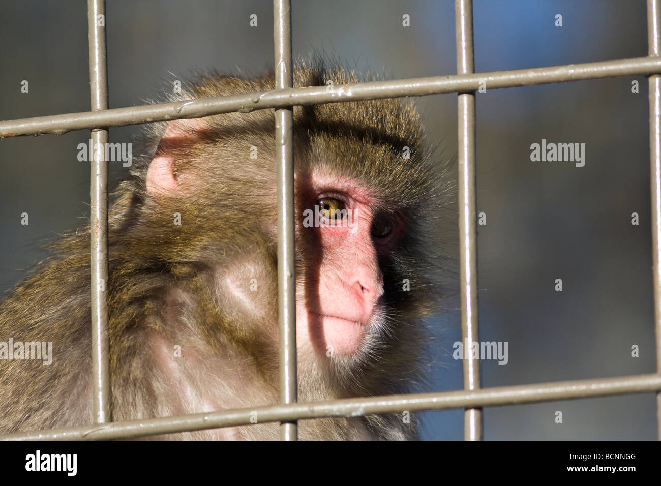 Japanese macaque monkey zoo hi-res stock photography and images - Alamy