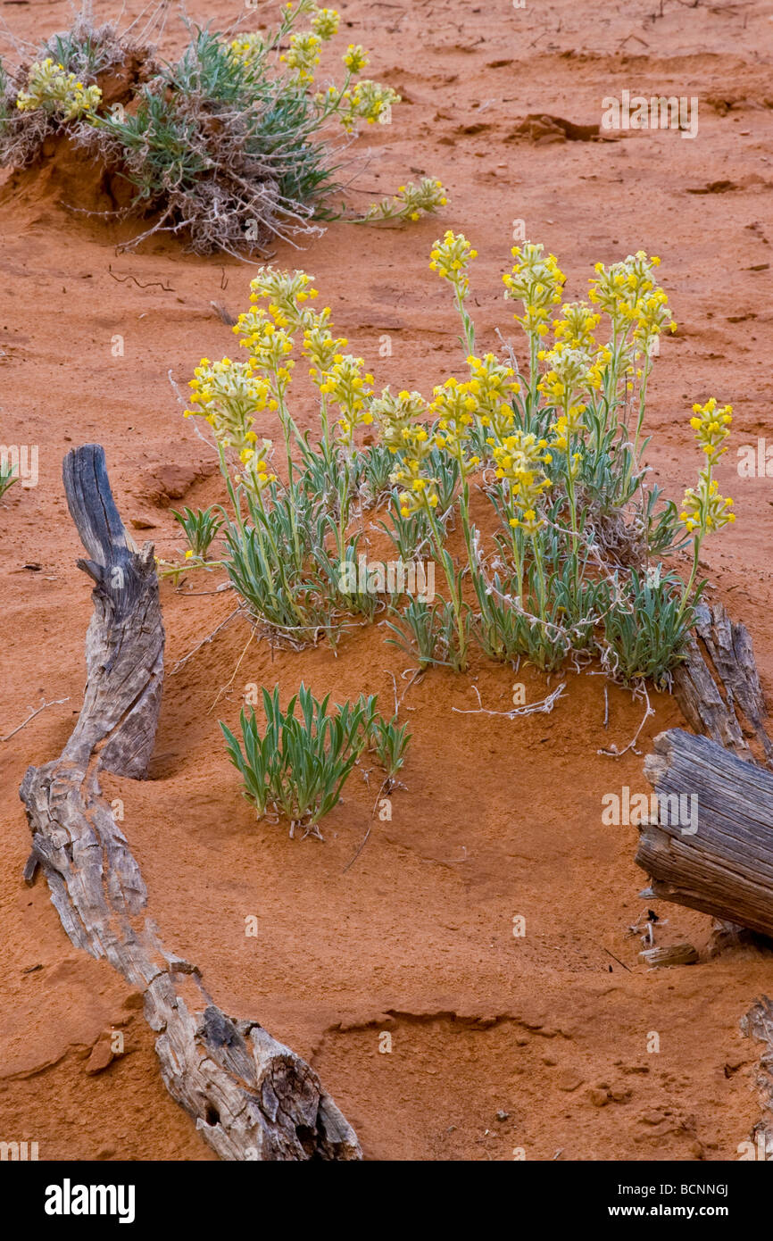 Spring wildflowers in Canyonlands National Park in Moab Utah Stock ...