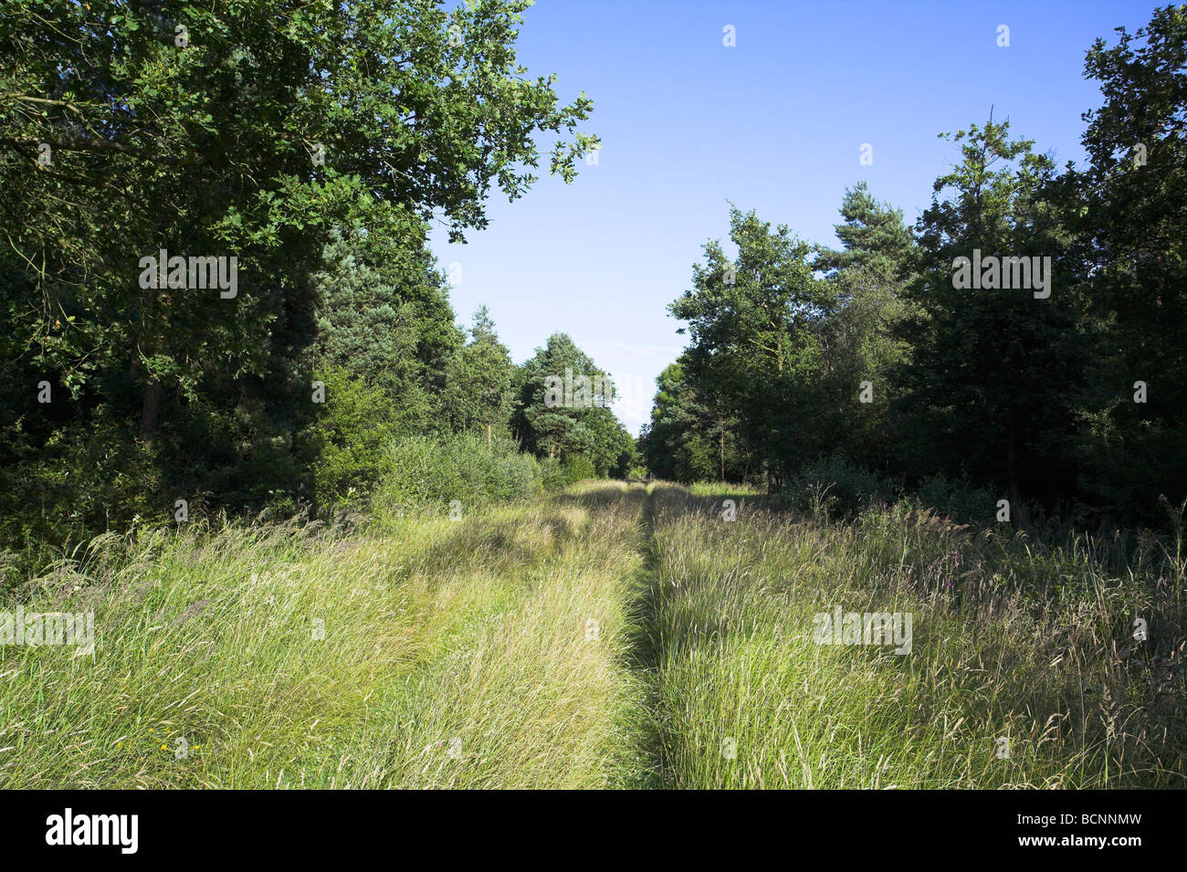 Wide woodland ride at Whitecross Green Wood in Buckinghamshire in July ...