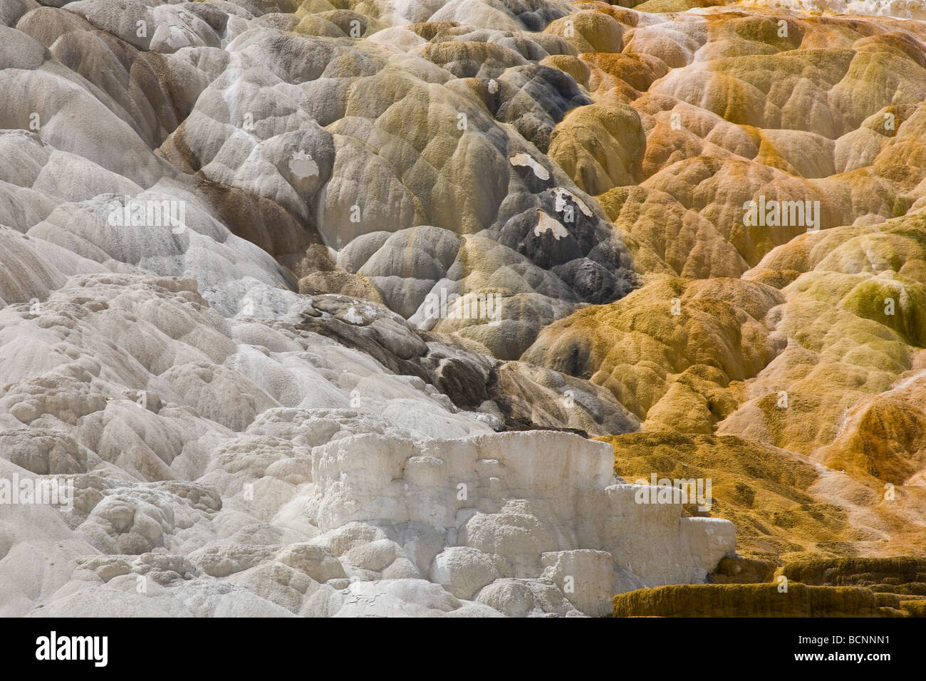 Limestone deposits at Travertine Terraces at Mammoth Hot Springs in ...