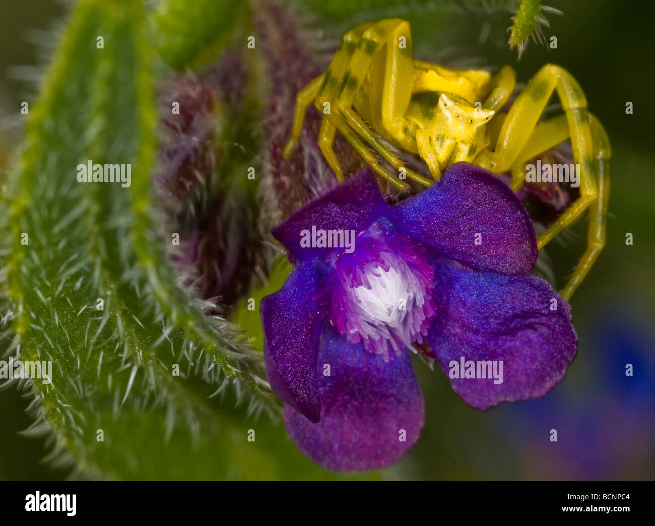 Spider in the field hi-res stock photography and images - Alamy