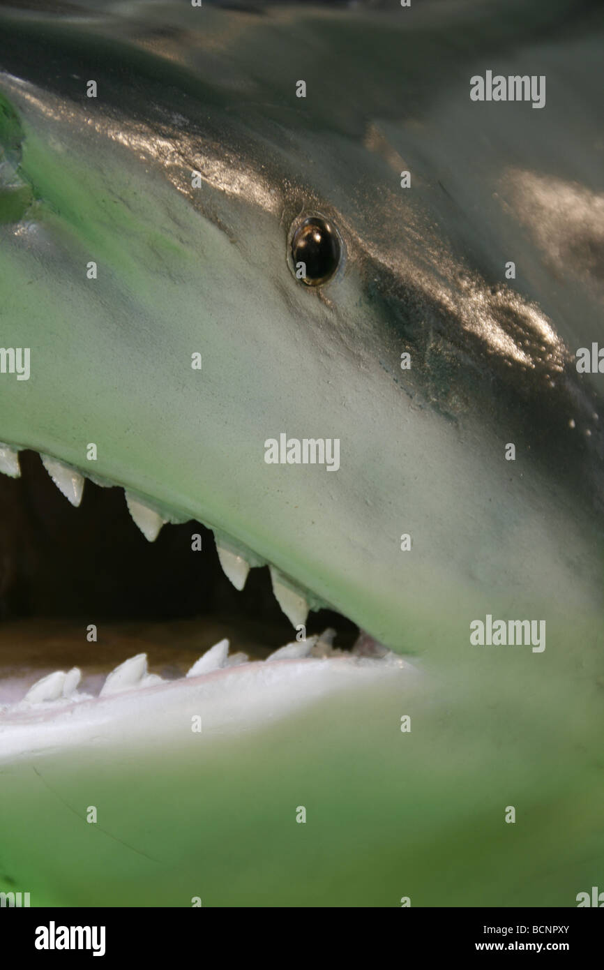 Shark teeth nose art hi-res stock photography and images - Alamy
