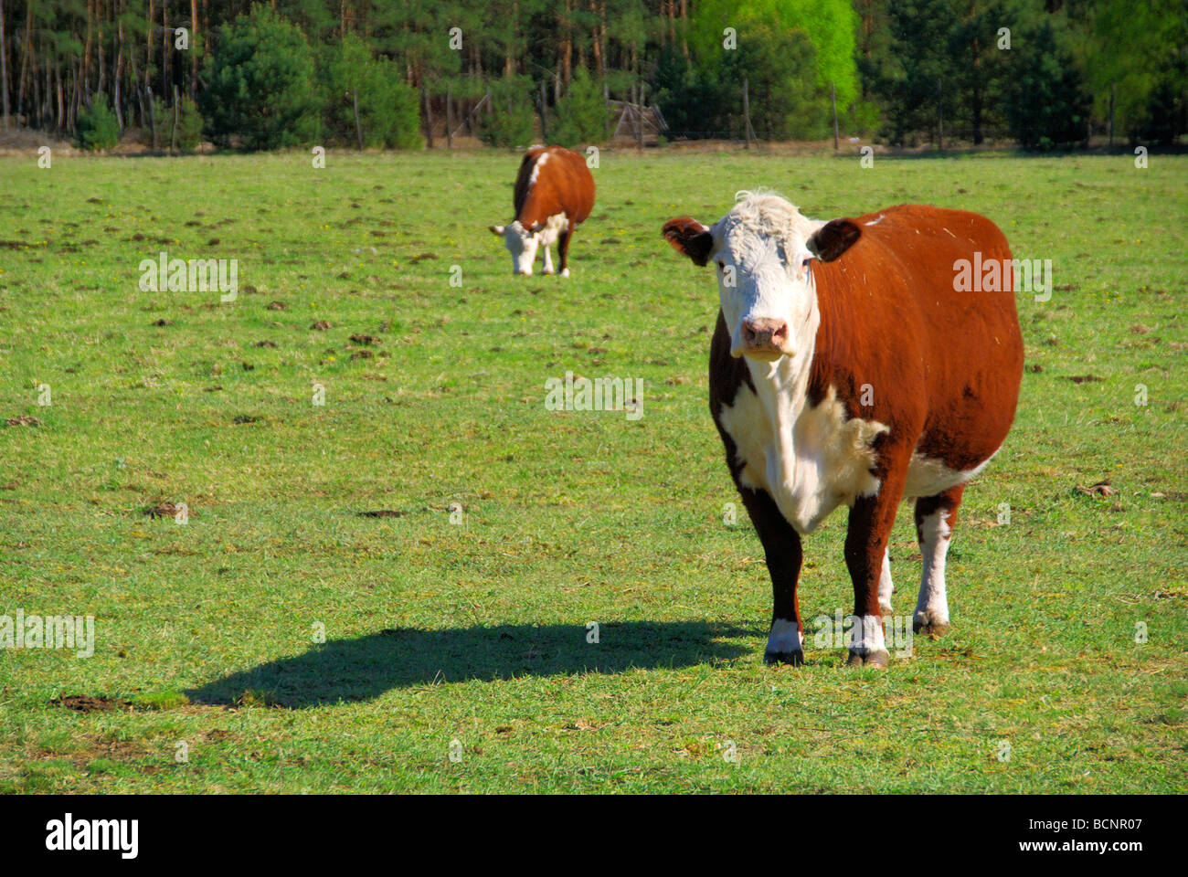 Ley landwirtschaft hi-res stock photography and images - Alamy