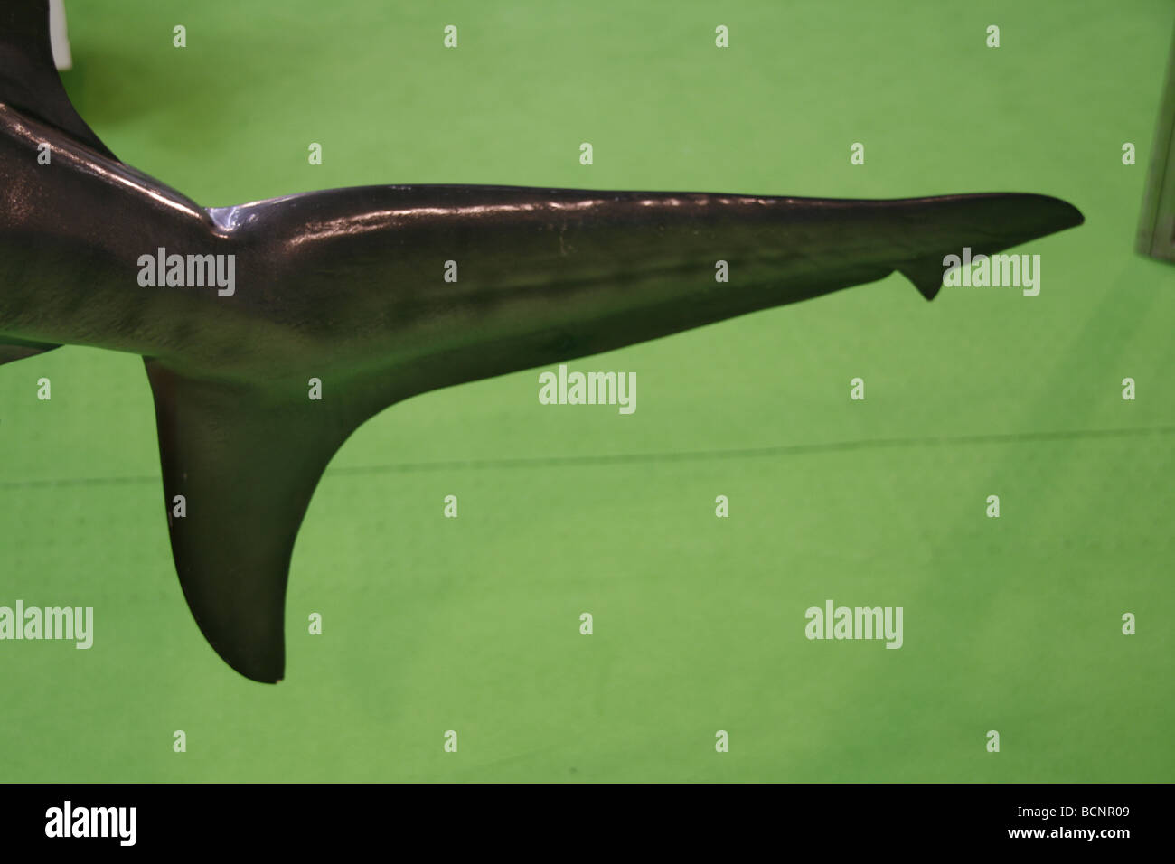 Great white shark show hi-res stock photography and images - Alamy