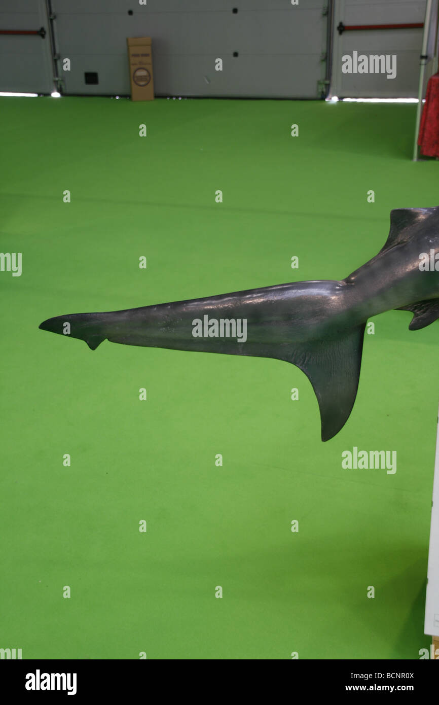 model shark tail fin at exhibition show Stock Photo - Alamy
