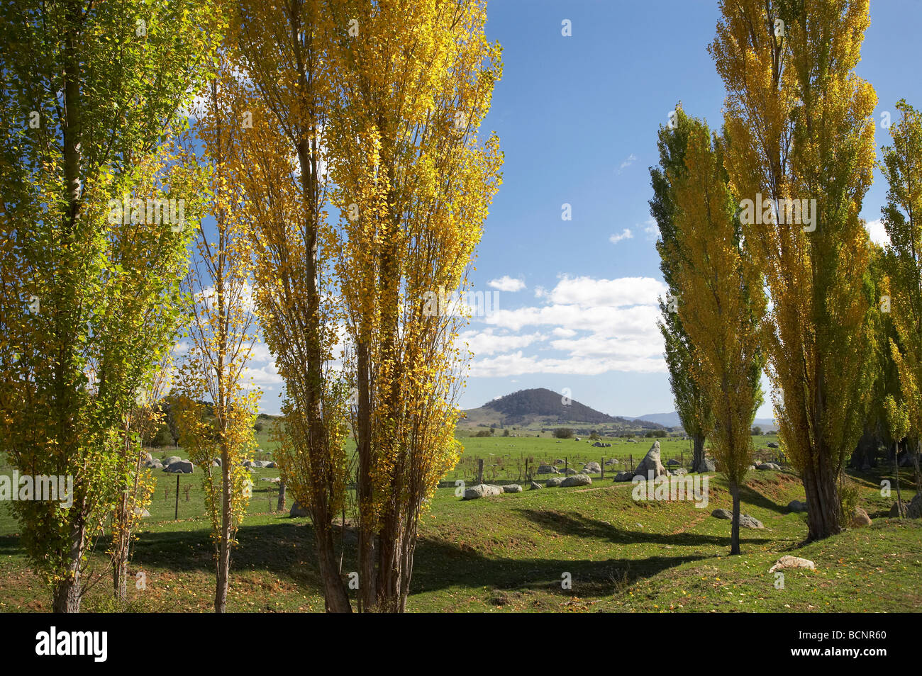 Poplar Trees and Farmland by Kings Highway near Braidwood Southern New ...