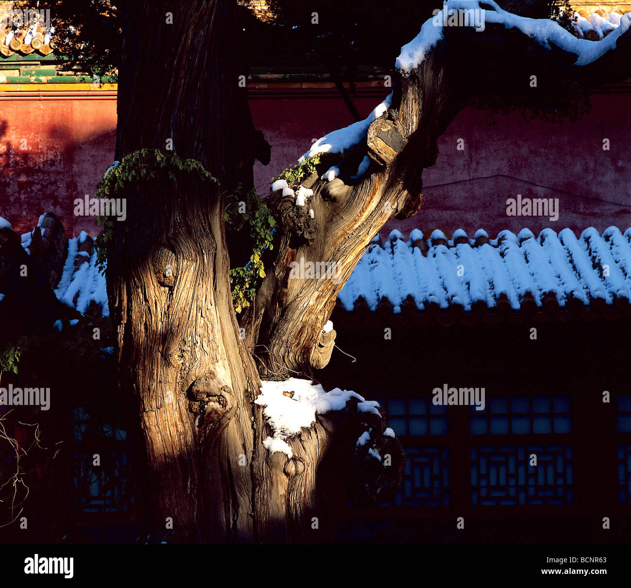 A tree in the Imperial Garden in Forbidden City, Beijing, China Stock ...