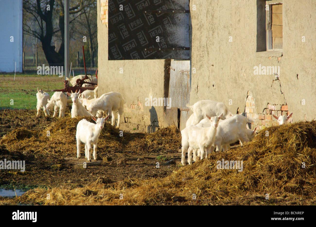 Ziege goat 19 Stock Photo - Alamy