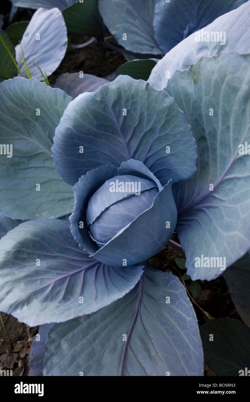 Full Circle Farm Organic Produce Farm in Carnation, Washington Stock ...