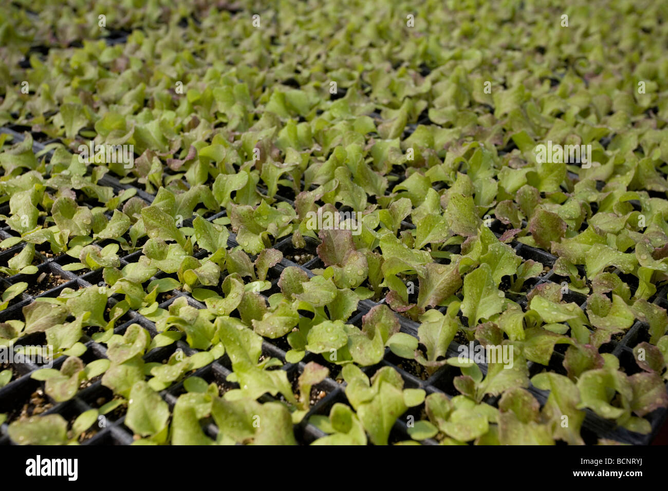 Full Circle Farm Organic Produce Farm in Carnation, Washington Stock ...