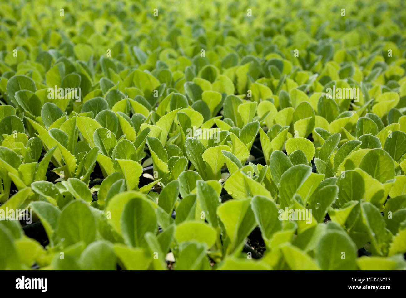 Full Circle Farm Organic Produce Farm in Carnation, Washington Stock ...