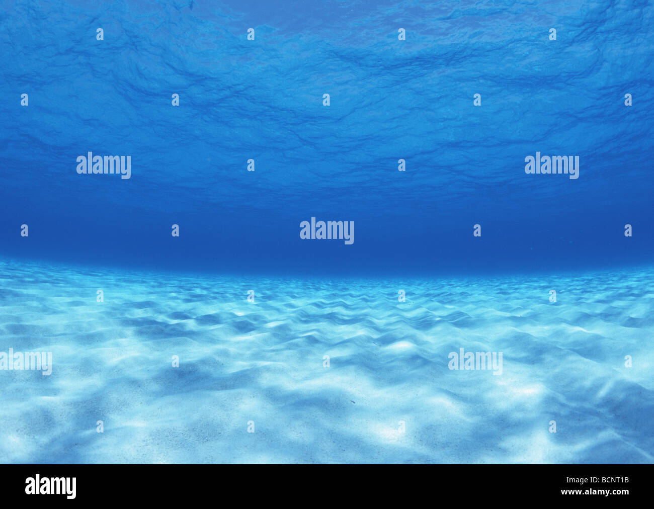 In the sea Stock Photo - Alamy