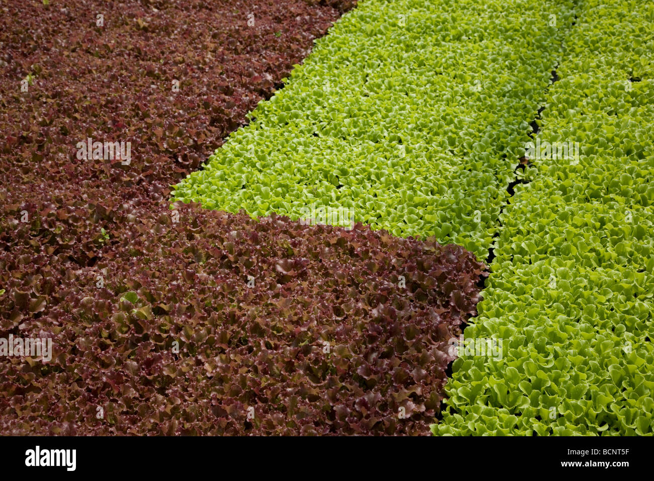 Full Circle Farm Organic Produce Farm in Carnation, Washington Stock ...