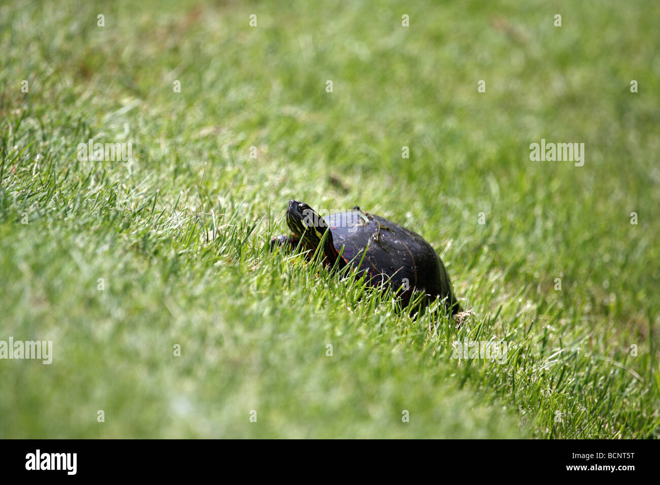 Painted Turtle (Chrysemys picta Stock Photo - Alamy