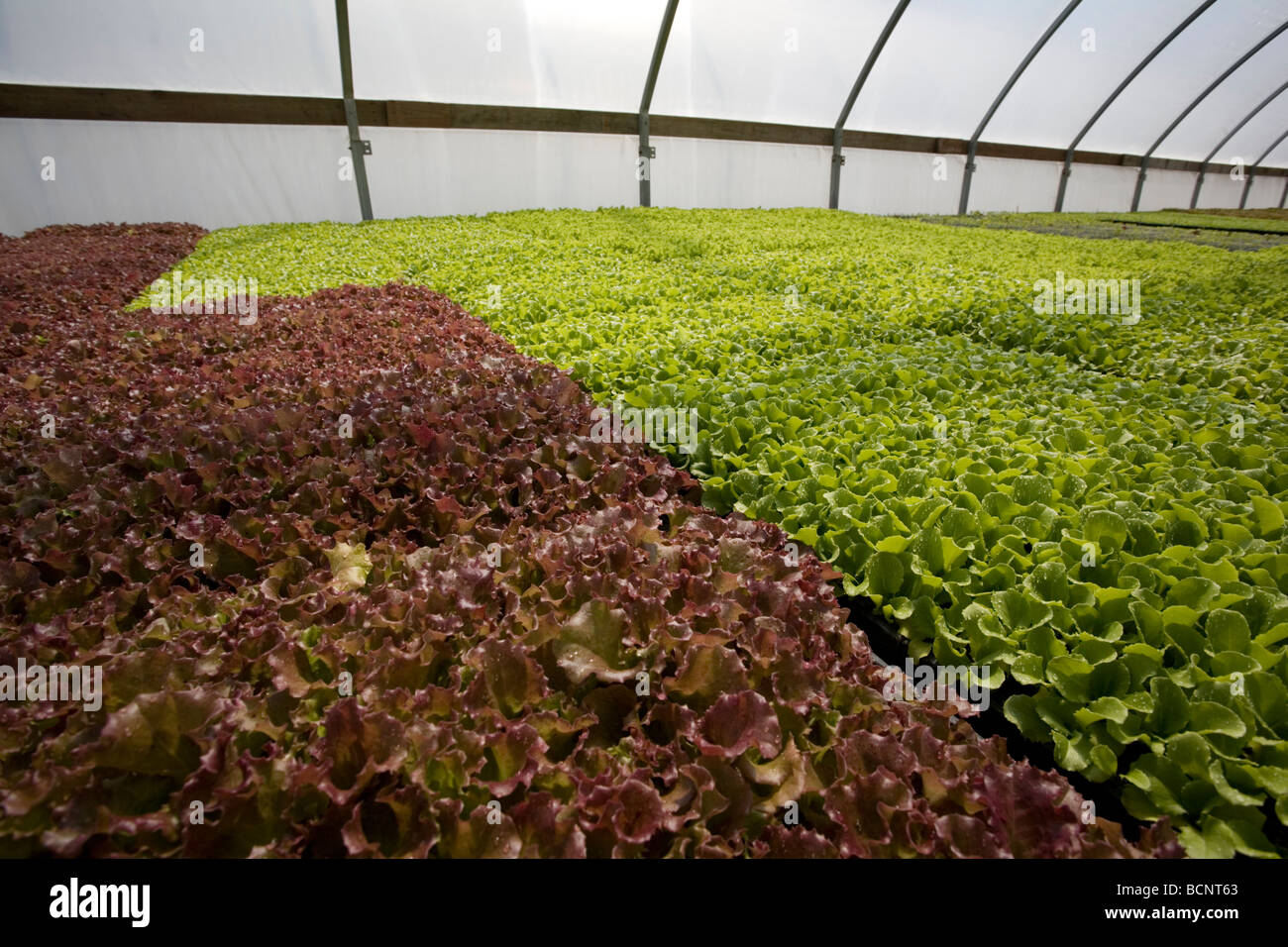Full Circle Farm Organic Produce Farm in Carnation, Washington Stock ...