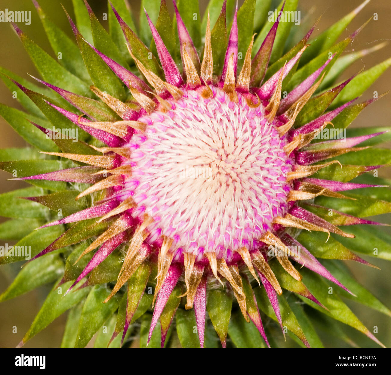 close up on thistle in the field Stock Photo - Alamy