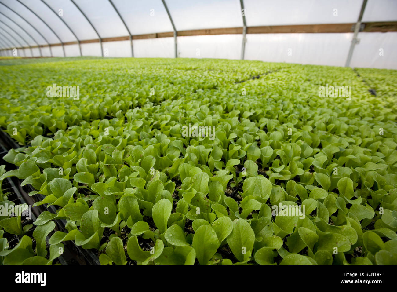 Full Circle Farm Organic Produce Farm in Carnation, Washington Stock ...