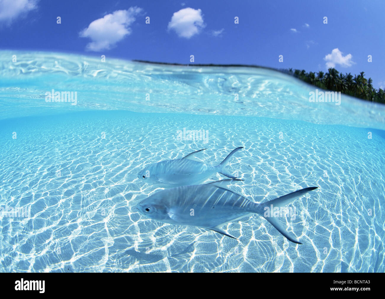 Fishes in the sea Stock Photo - Alamy