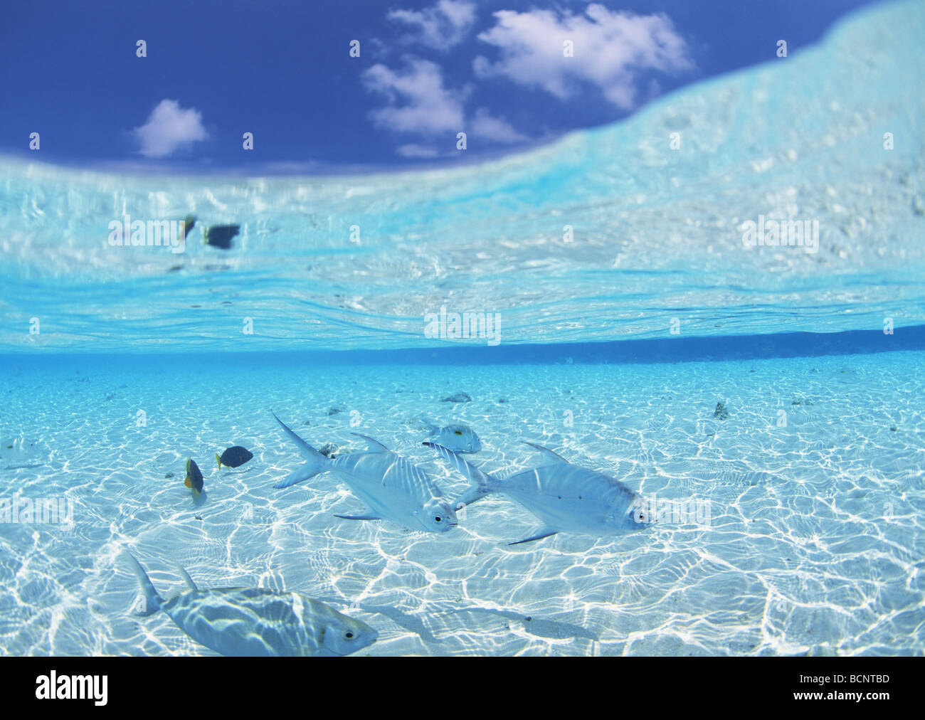 Fishes in the sea Stock Photo - Alamy