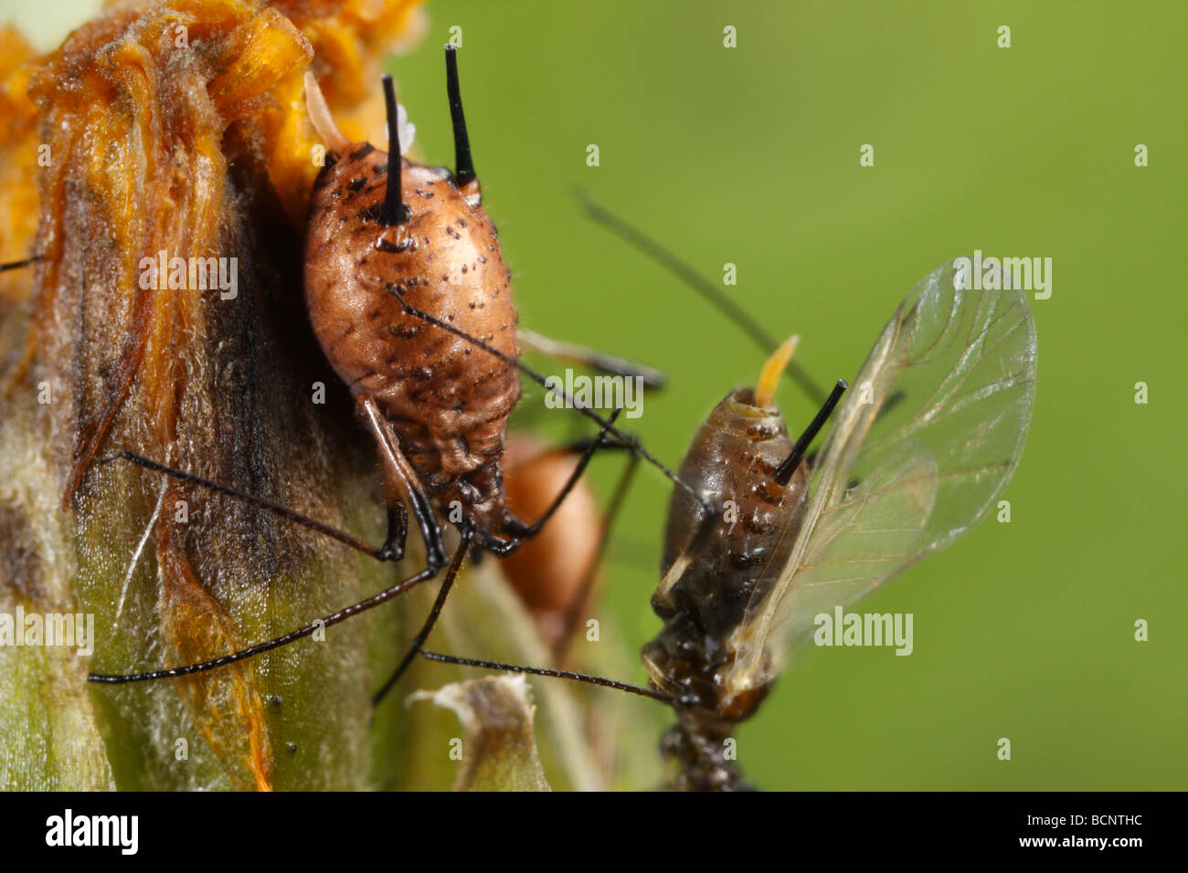 Parasitic wasps hi-res stock photography and images - Alamy