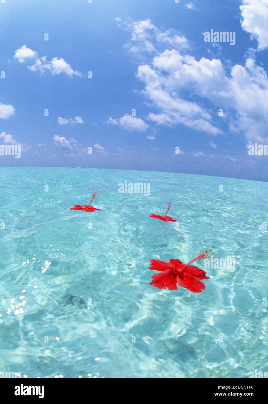 Hibiscus floating on the sea Stock Photo - Alamy