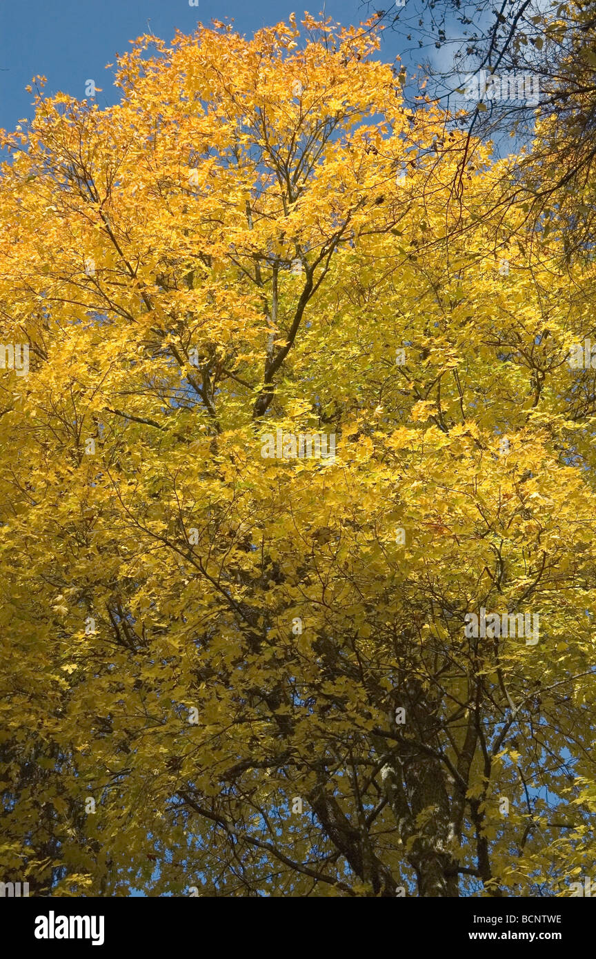 Golden autumnal maple tree sunny day Stock Photo - Alamy