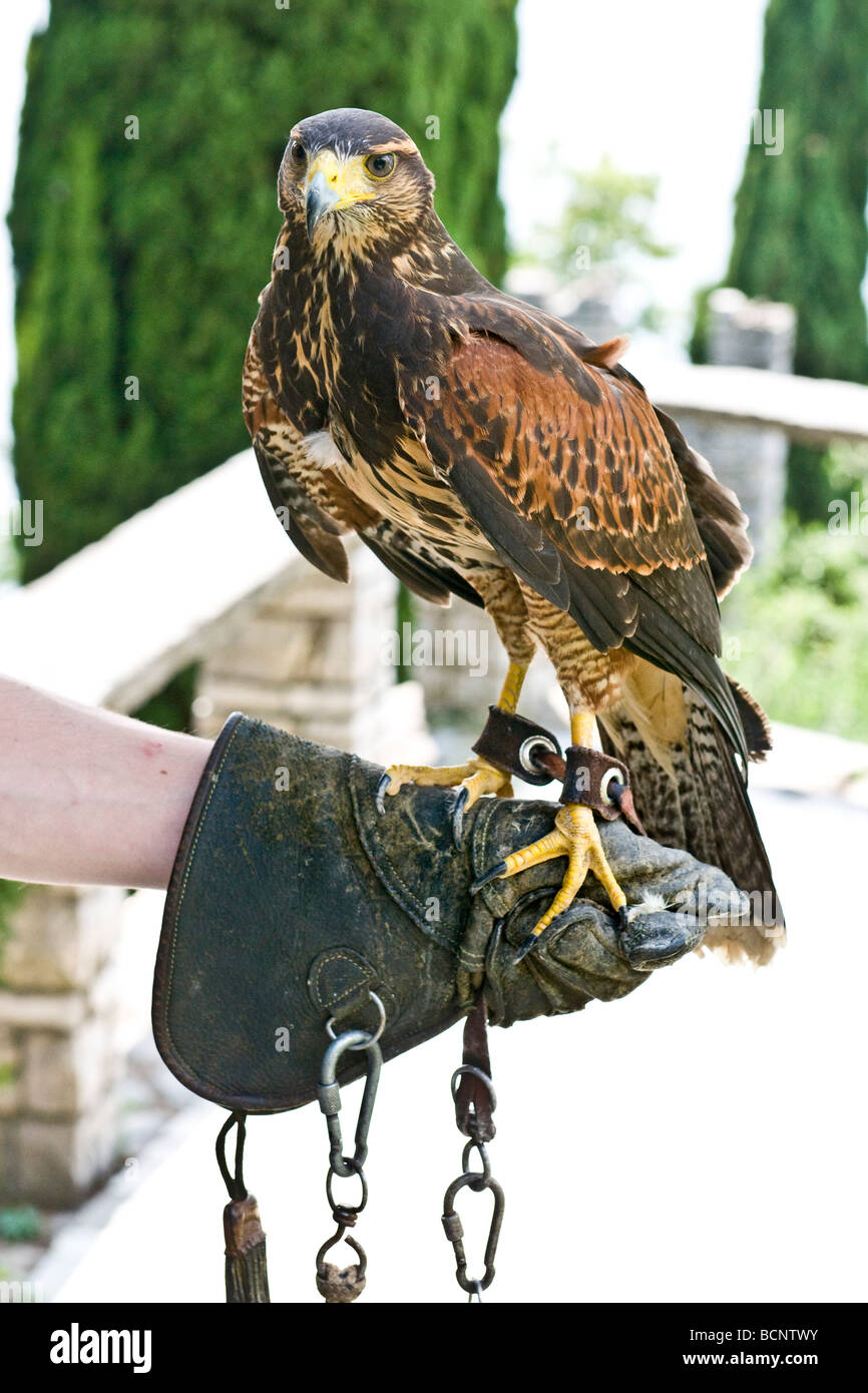 Hawk rapacious predatory bird hi-res stock photography and images - Alamy