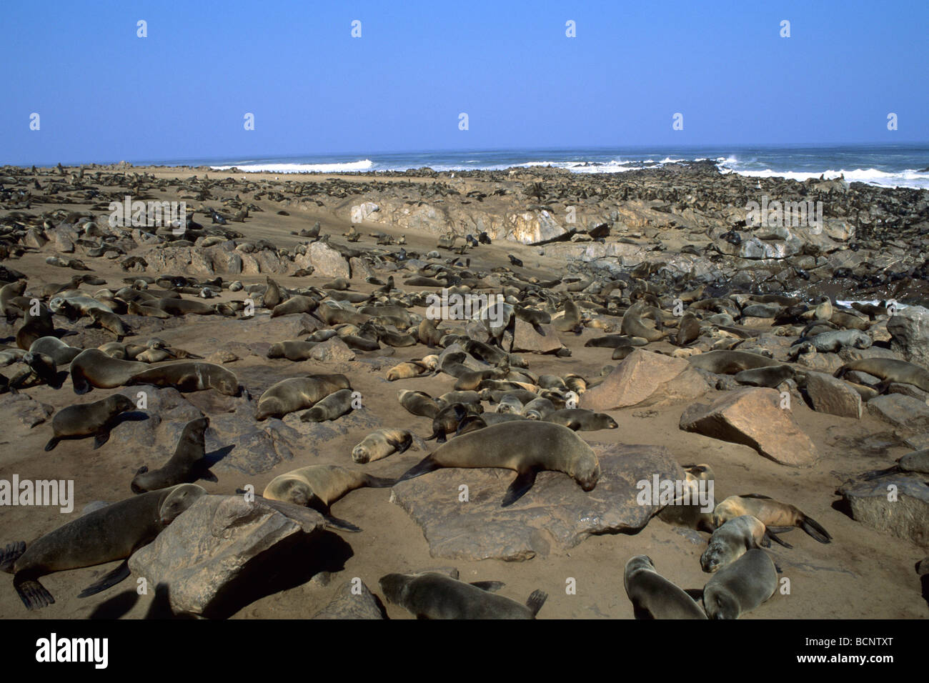 Desert lions of namib hi-res stock photography and images - Alamy