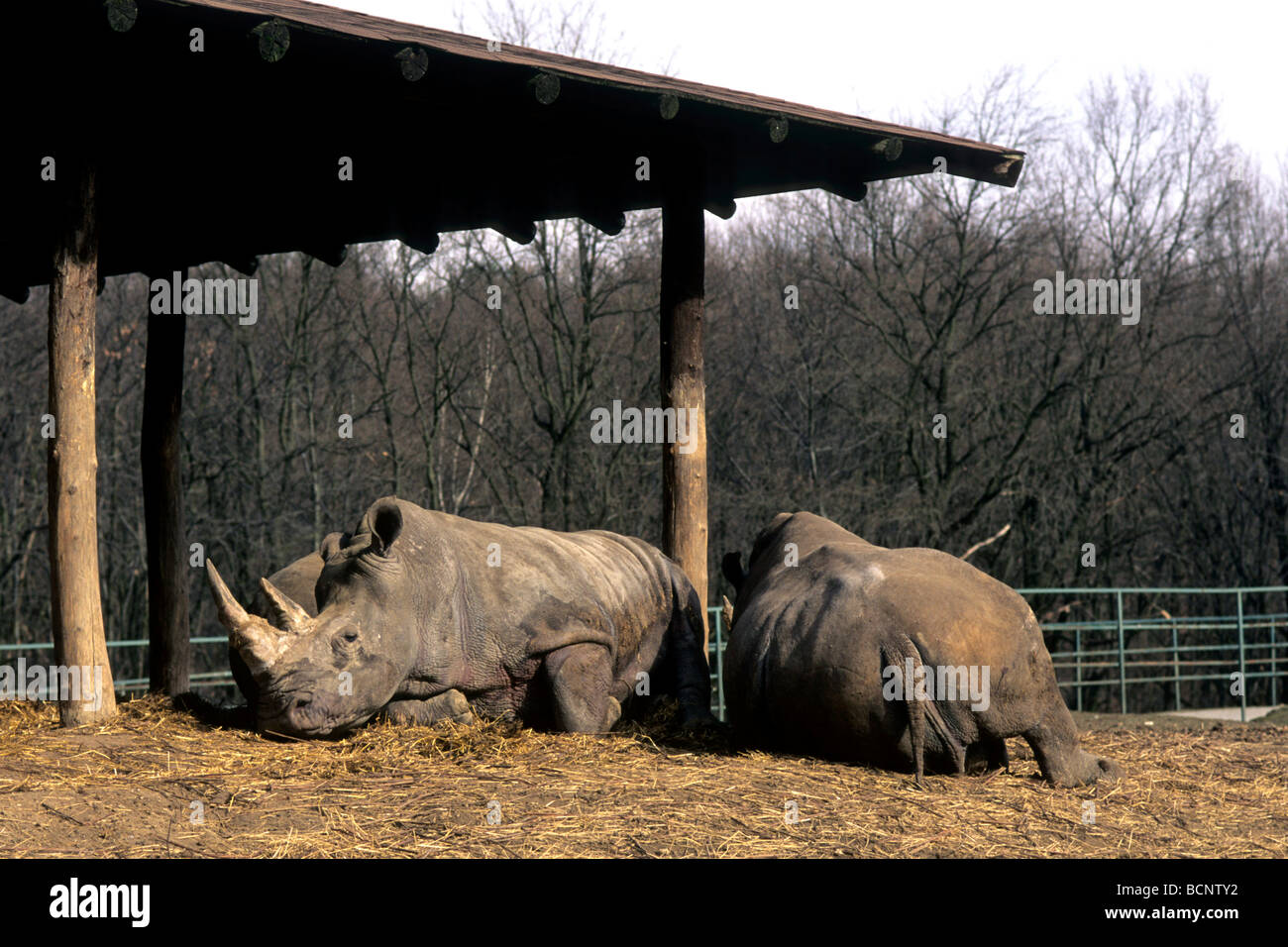 animals in the zoo rhinoceros rhino Stock Photo - Alamy