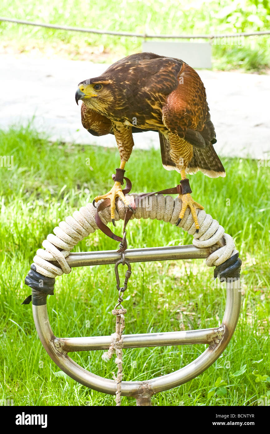 Hawk rapacious predatory bird hi-res stock photography and images - Alamy