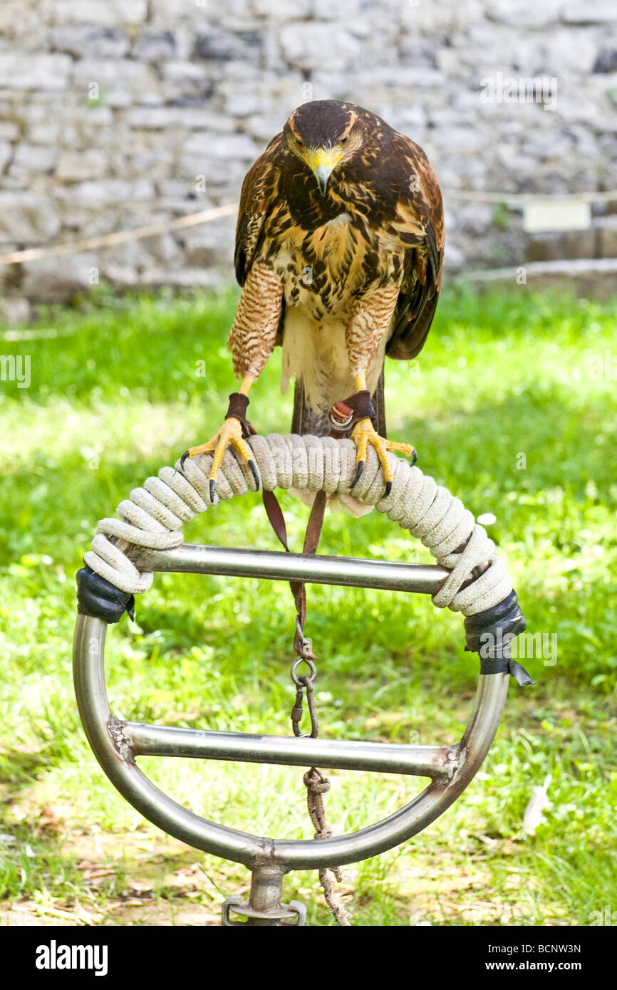 Hawk rapacious predatory bird hi-res stock photography and images - Alamy