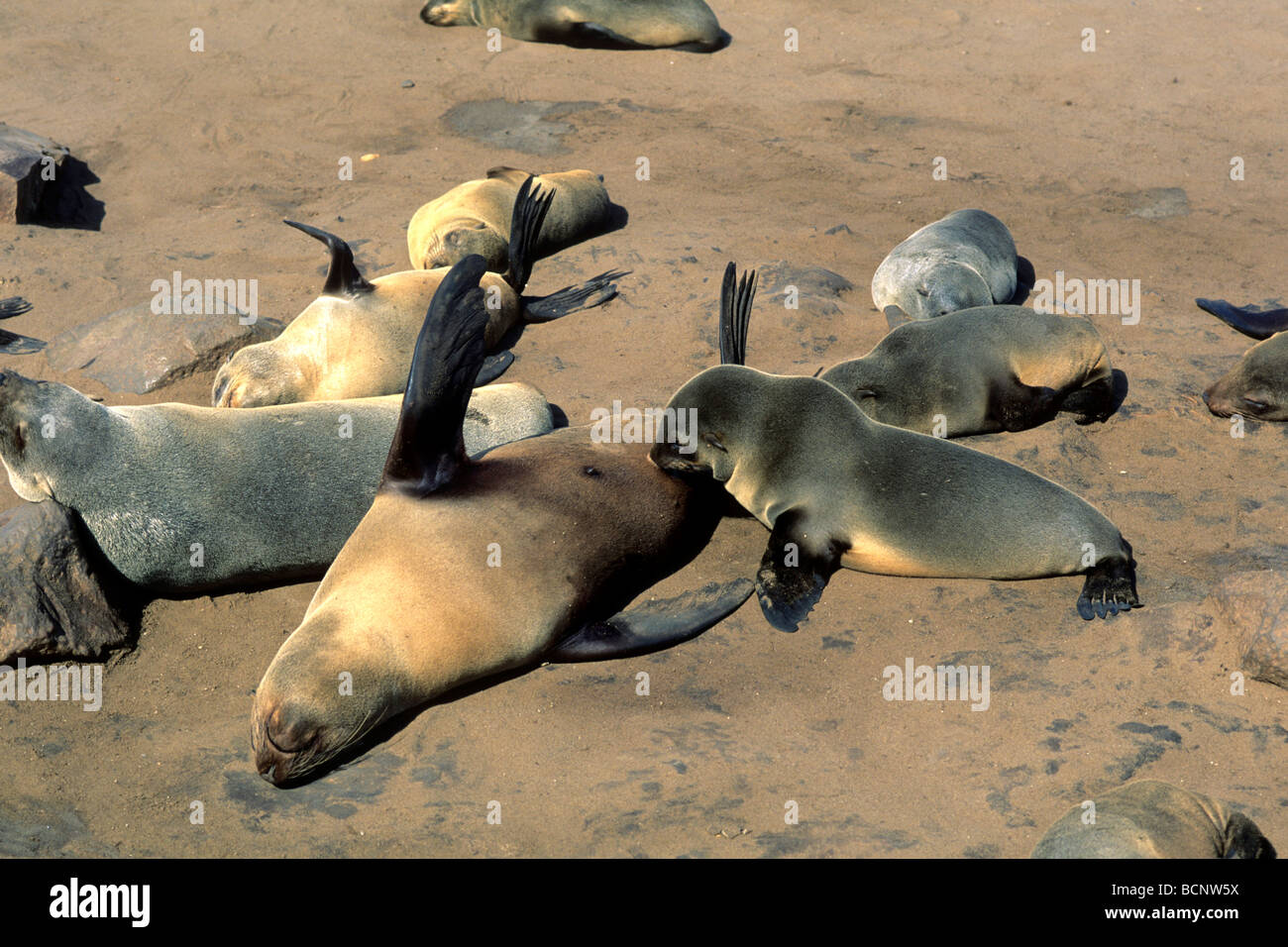 Desert lions of namib hi-res stock photography and images - Alamy