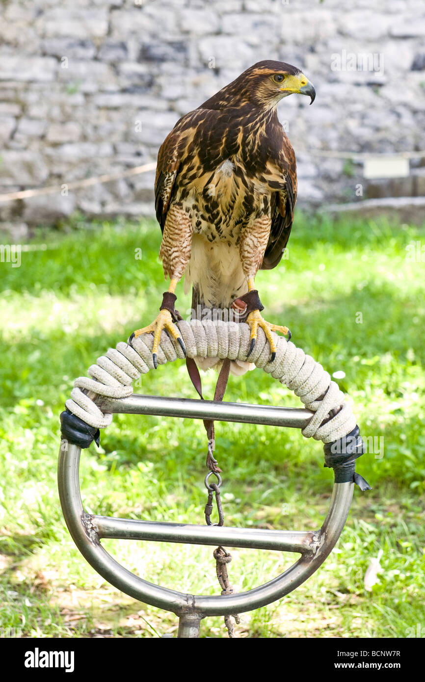 Hawk rapacious predatory bird hi-res stock photography and images - Alamy