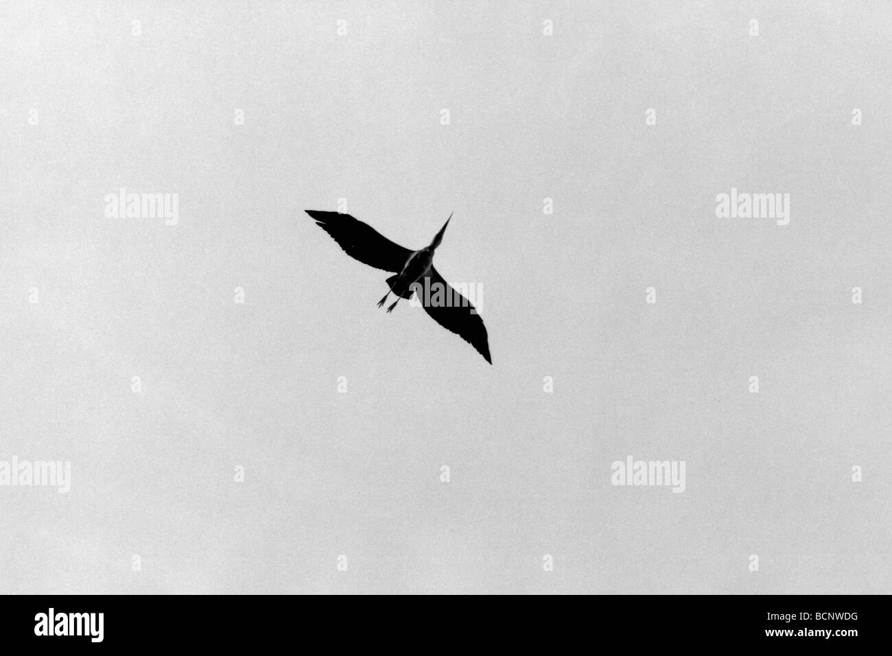 Forest hawk Black and White Stock Photos & Images - Alamy