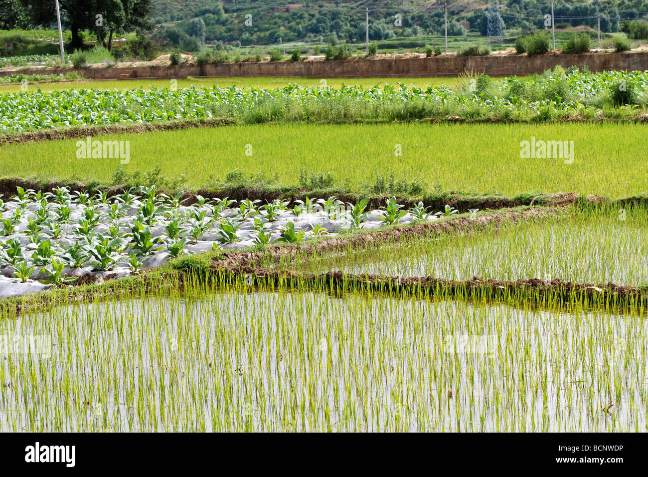 china yunnan rice fields Stock Photo - Alamy