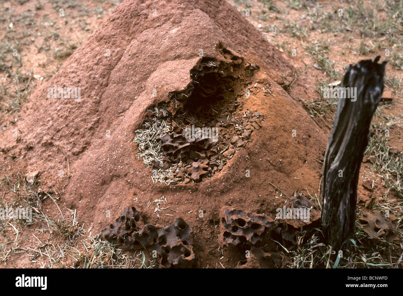 Termitarium hi-res stock photography and images - Alamy