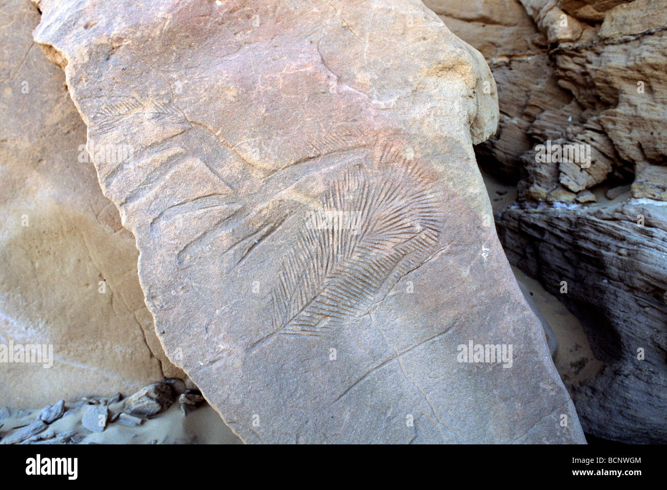 sudan nubia Rocky graffiti in the western desert Stock Photo - Alamy