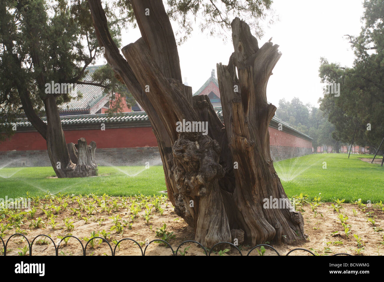 A tree in the Temple of Heaven in Beijing, China Stock Photo - Alamy