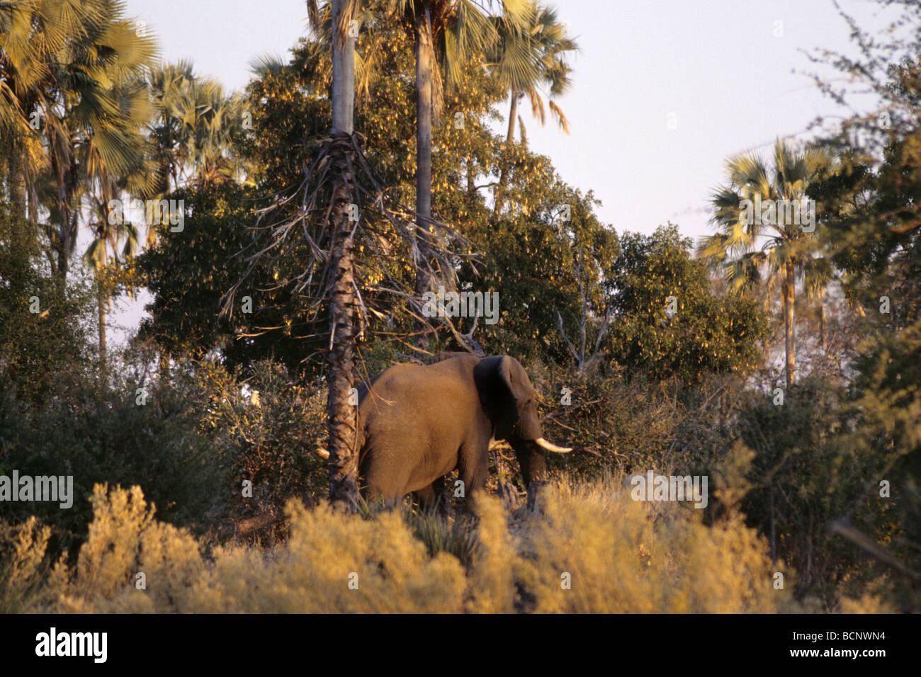 botswana okavango delta Stock Photo - Alamy