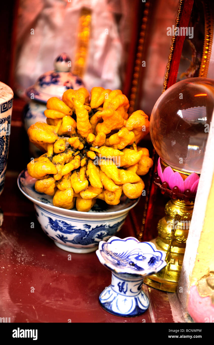 Buddha hand fruit is famous offerings for shrine in vietnamese Temple ...