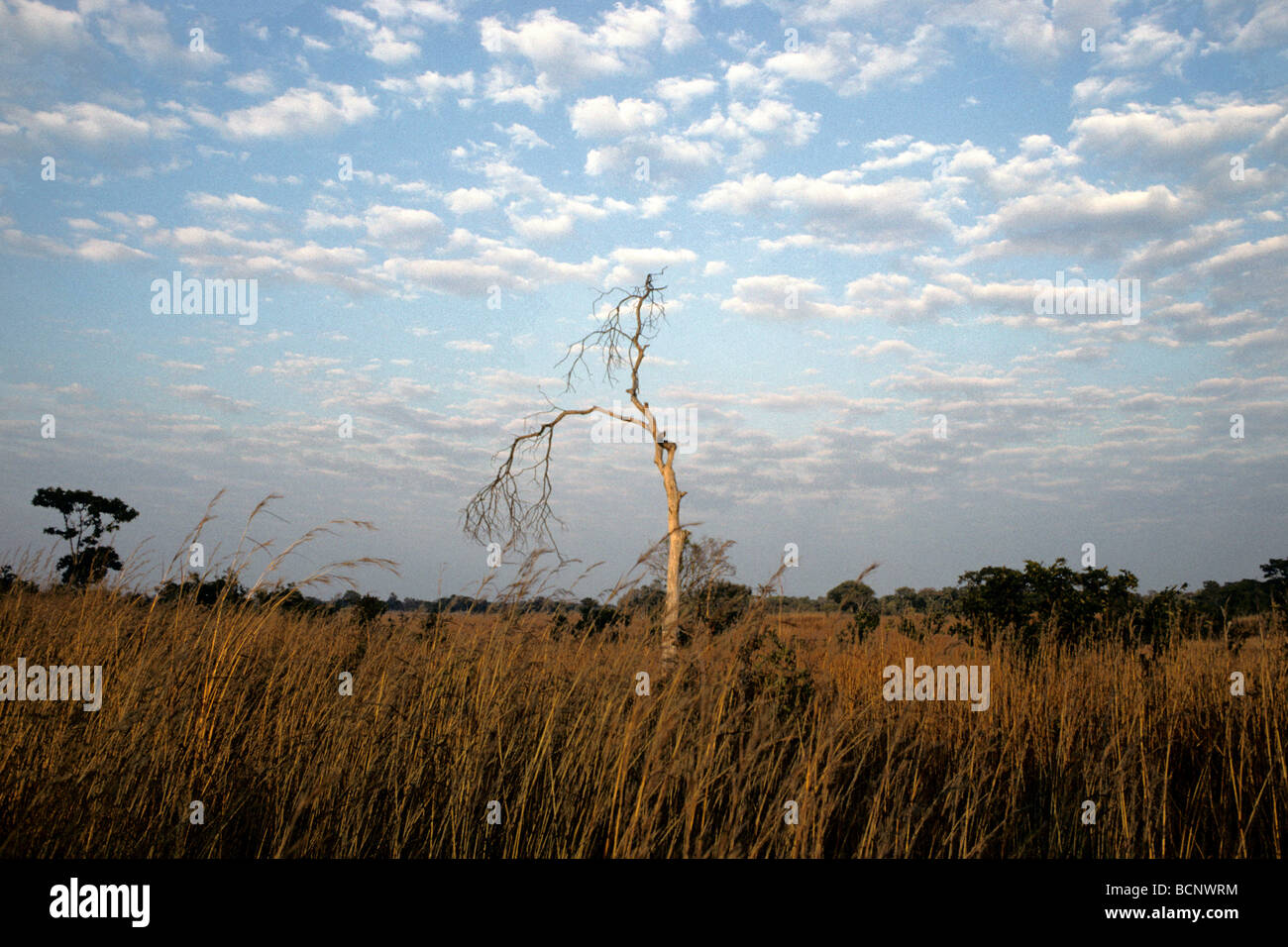 malawi lengwe national park Stock Photo - Alamy