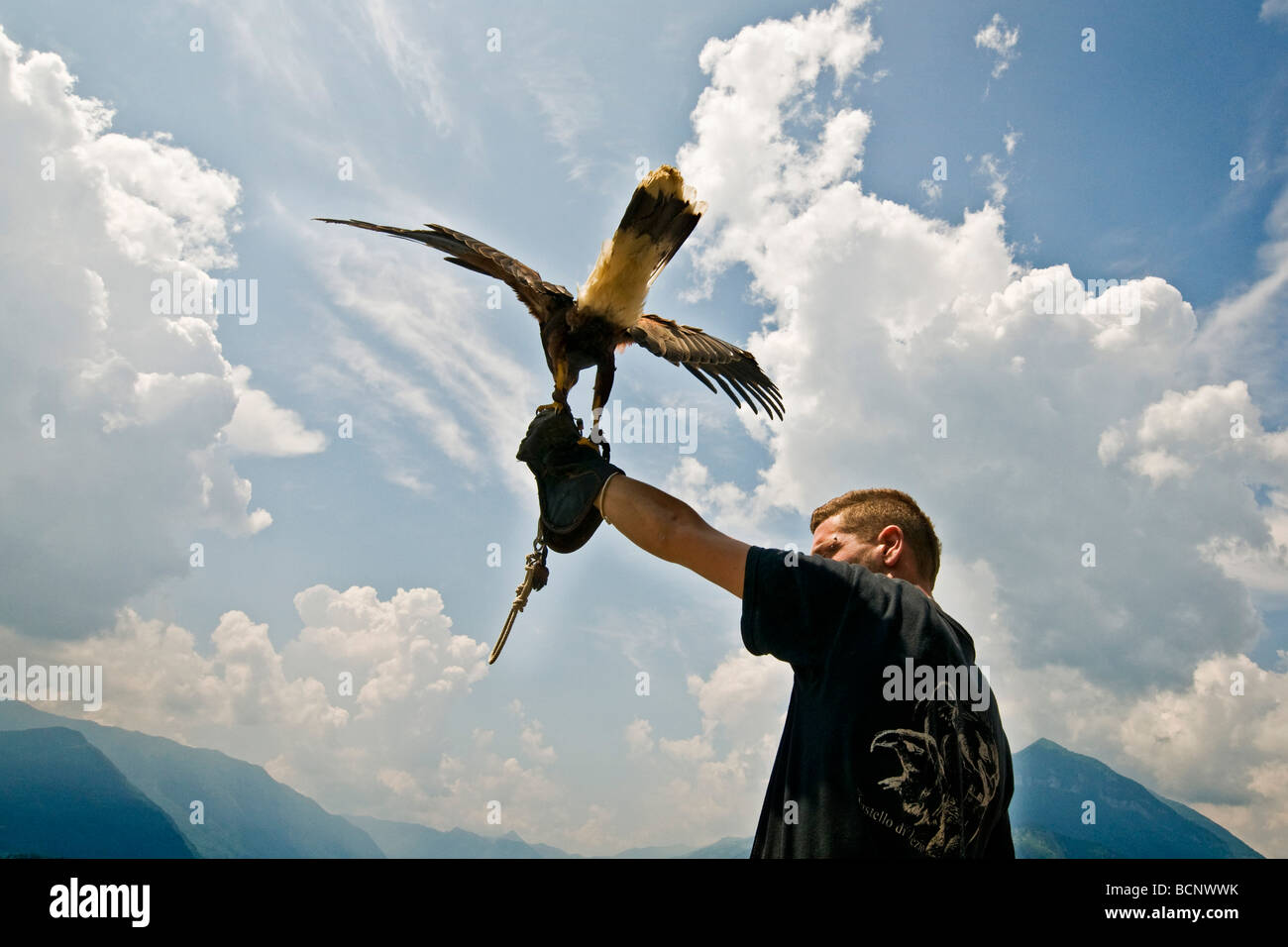 Hawk rapacious predatory bird hi-res stock photography and images - Alamy